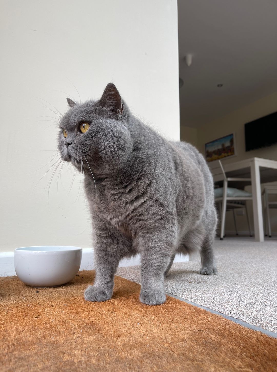 Pilchard Has Settled Into His New Home In The UK ️🐈🇬🇧