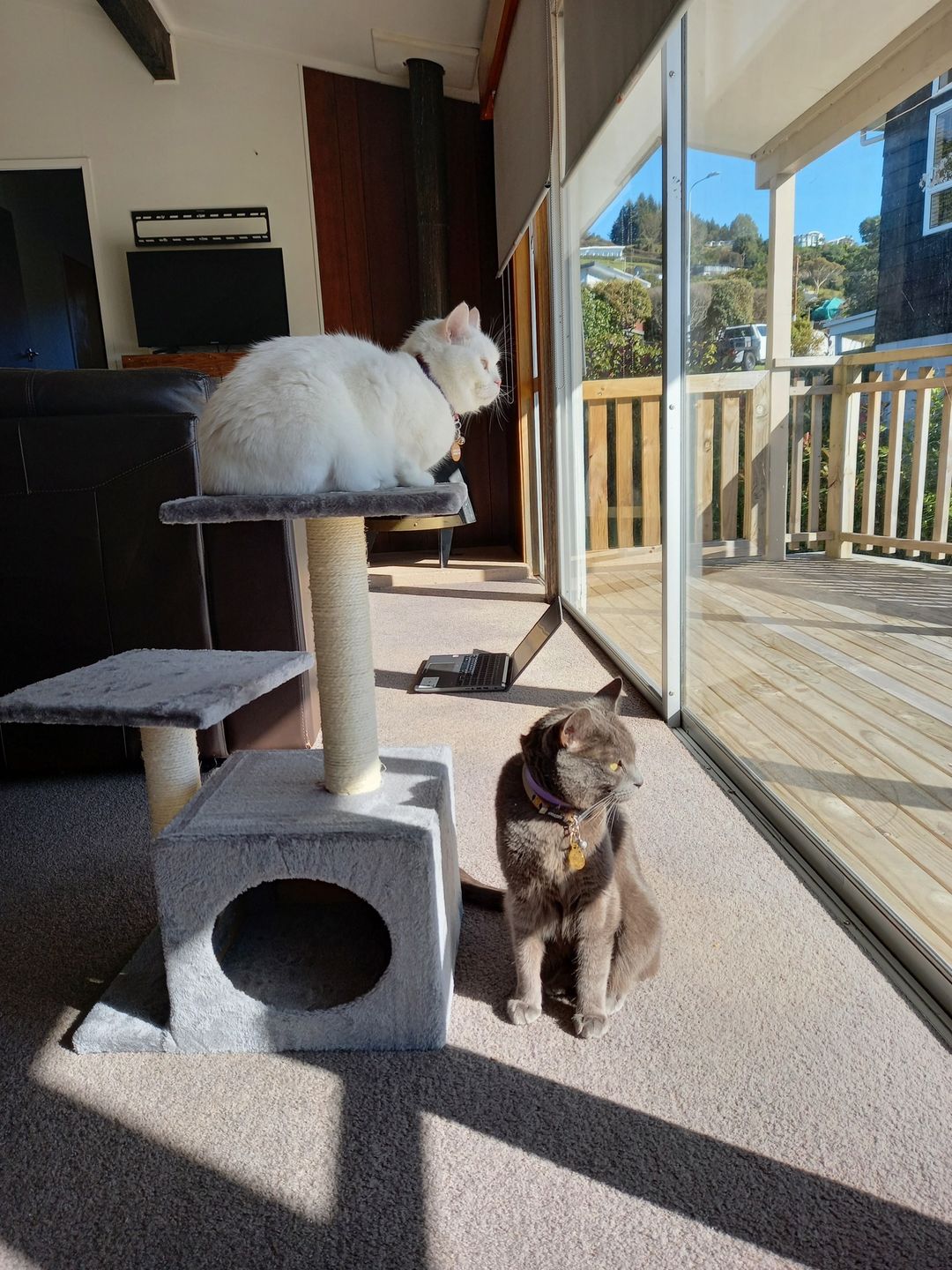 Angus And Annabelle Have Joined Their Family In New Zealand 🐈 ️🇳🇿